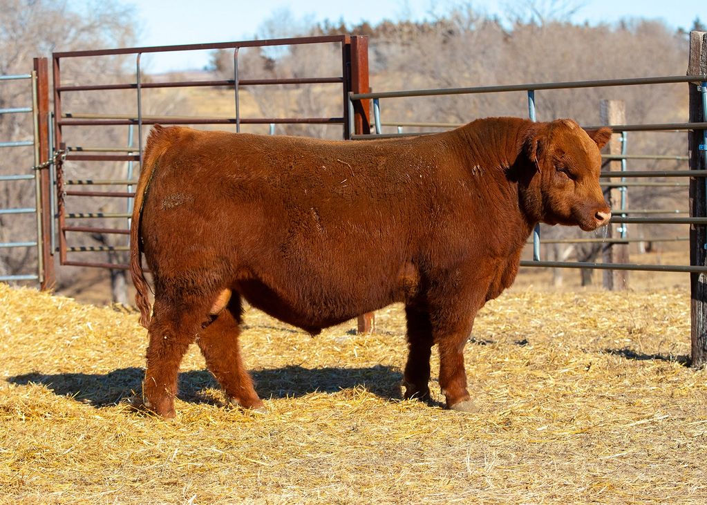 Red Angus